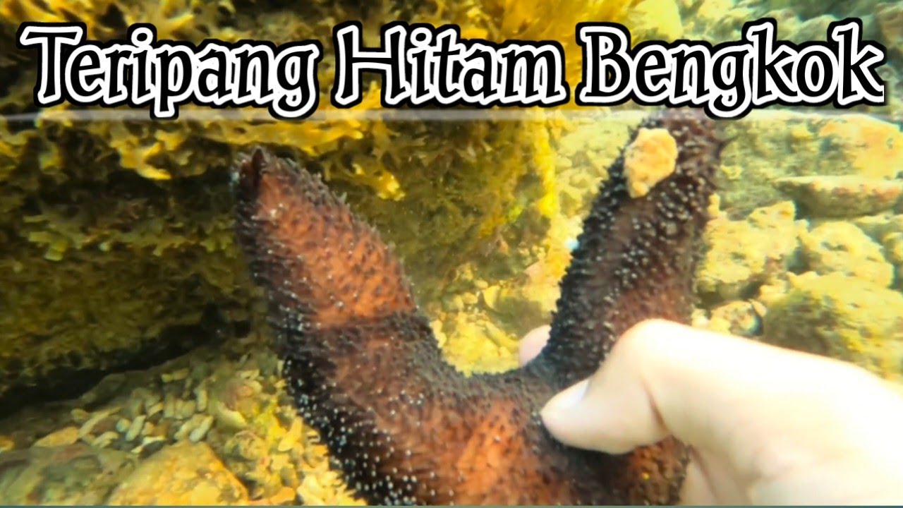 Teripang Hitam Mengeluarkan Cairan Putih, Menemukan teripang Hitam di ...