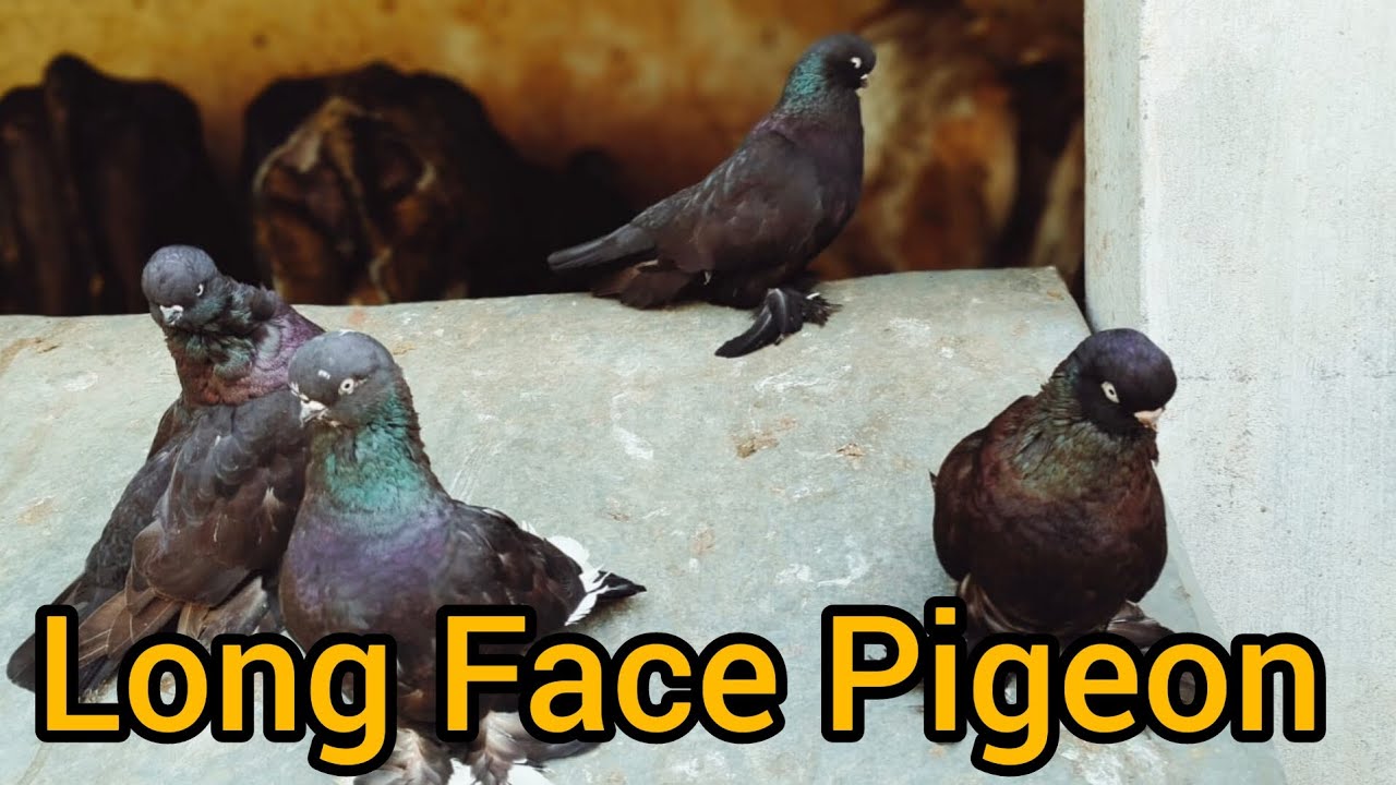 Long Face Pigeons - YouTube
