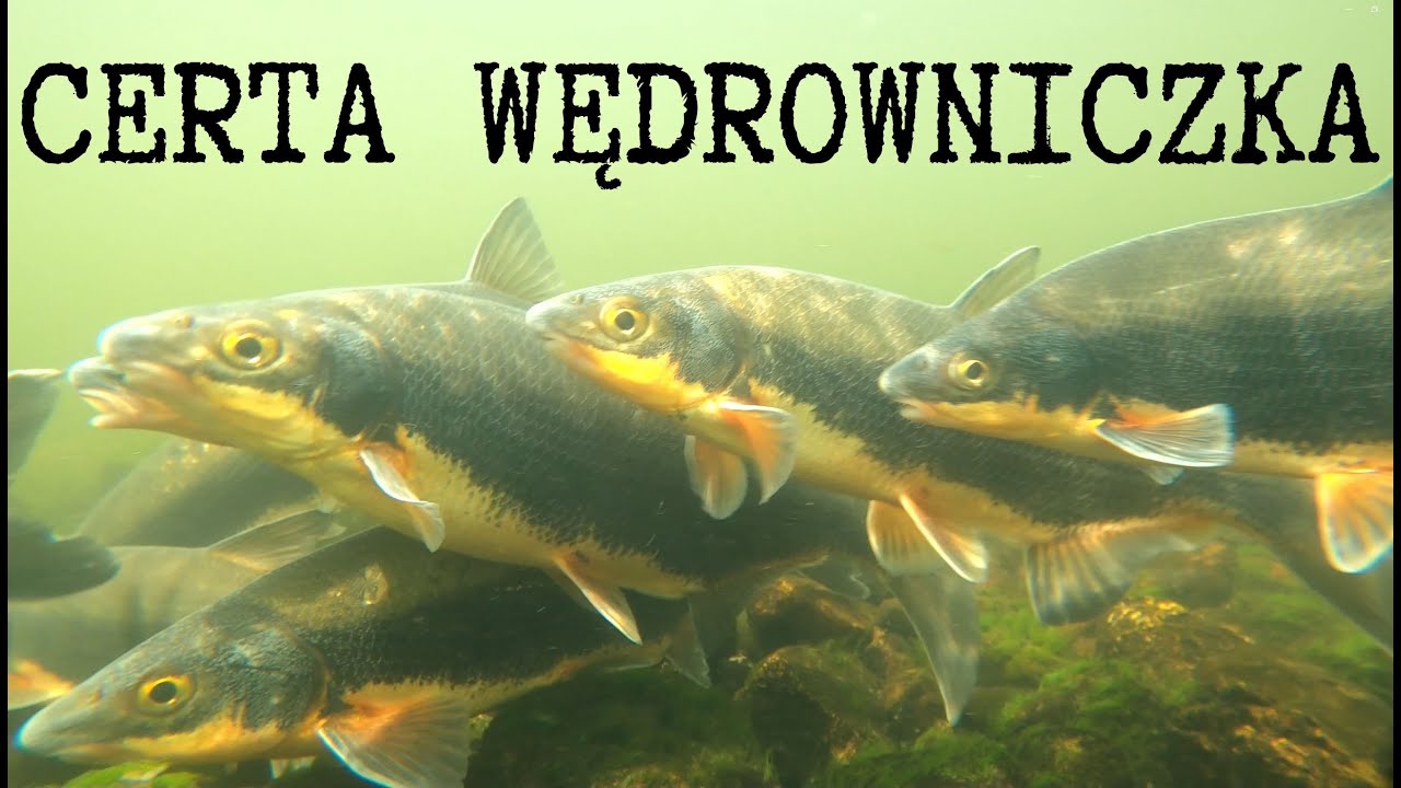 CERTA - ryba pochodząca od CZORTA / odc. 149 @NantaiTV - YouTube