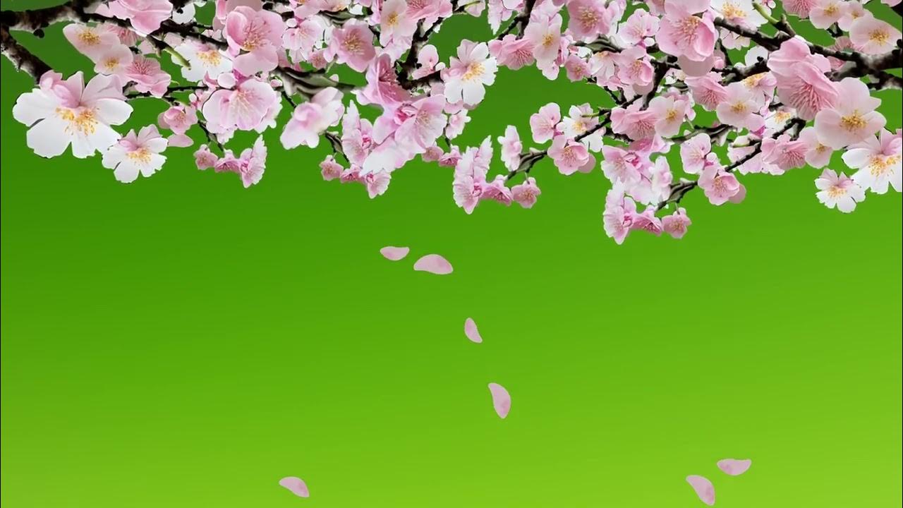 eye pleasing tree branch animation, blossom animation, seamless tree ...