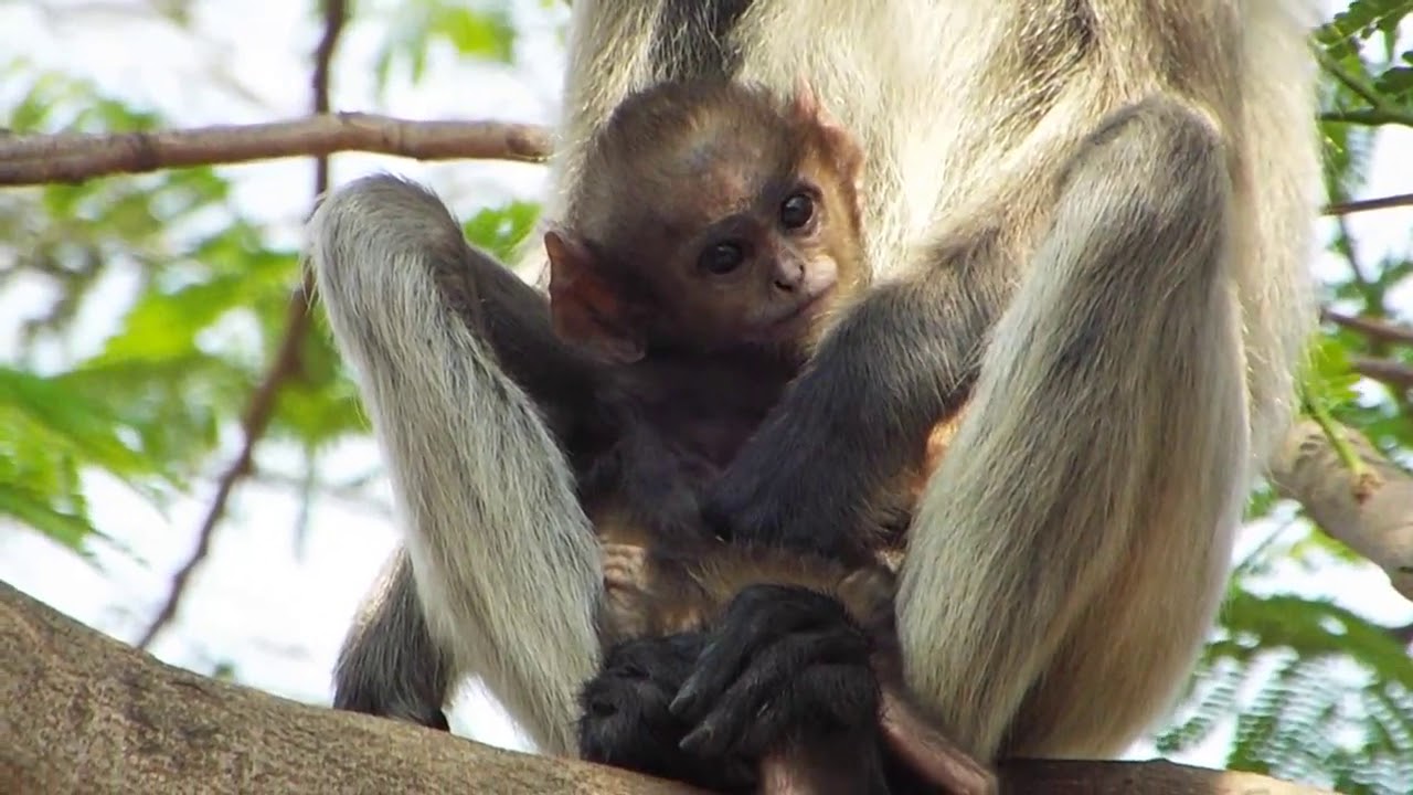 Gray Langur Monkey With Small Baby... - YouTube