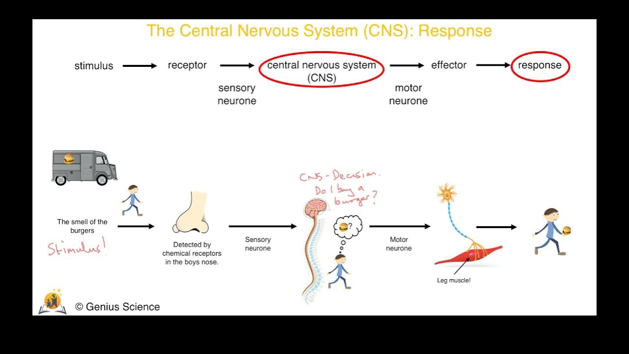 AQA 9-1 GCSE Combined Science Biology. The Human Nervous System. - YouTube