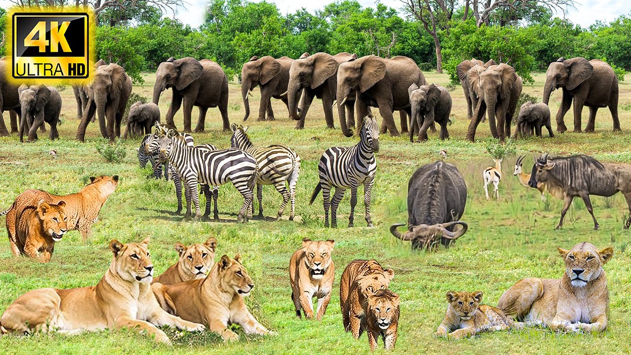4K African Animals: Beautiful Hwange National Park - Magical African ...