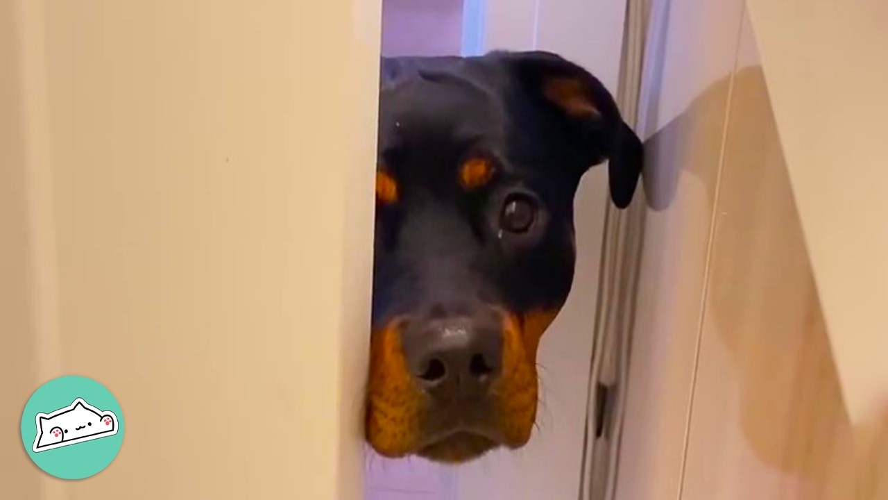 Two "Scary" Rottweilers Make People Fall In Love With Them | Cuddle ...