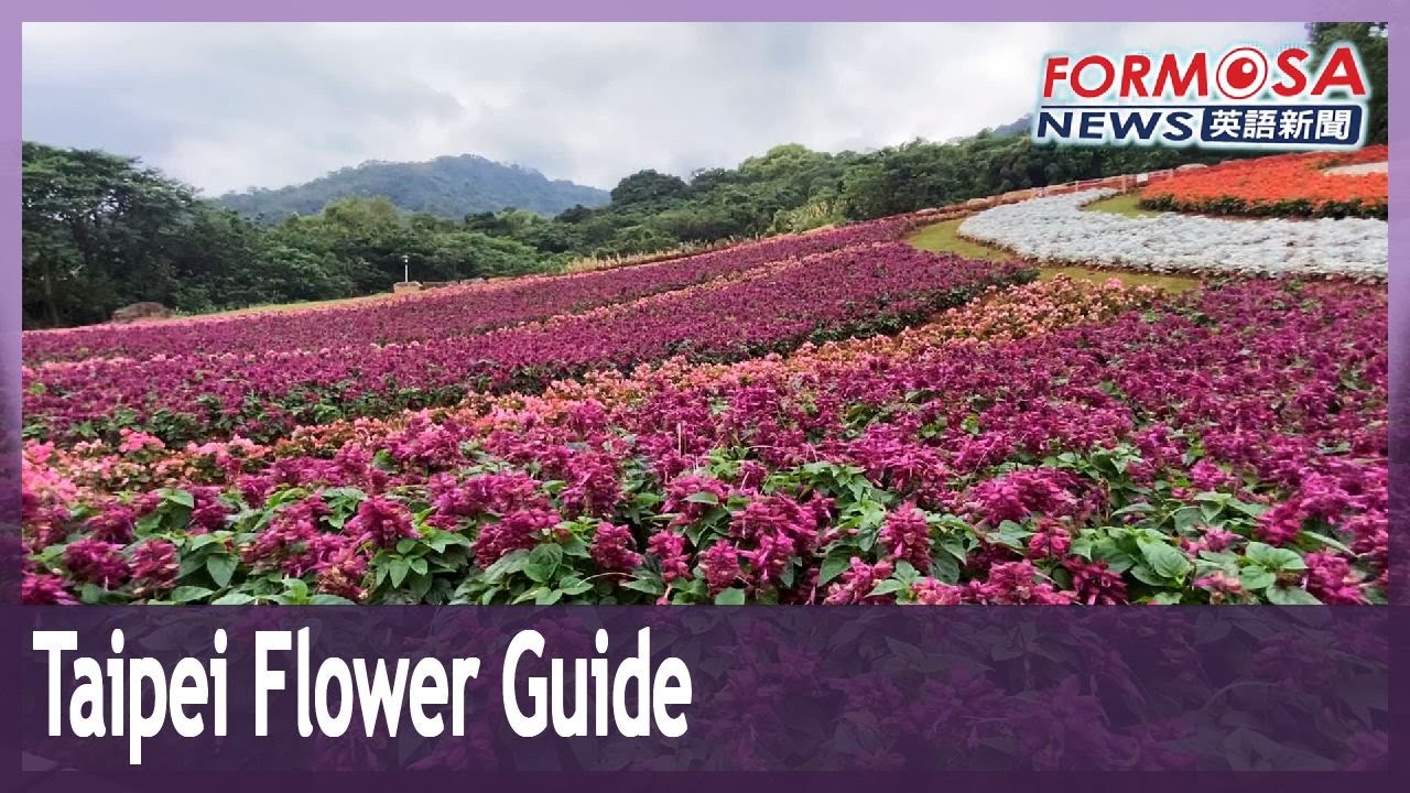 12 locations to view flowers in Taipei in 2023 - YouTube
