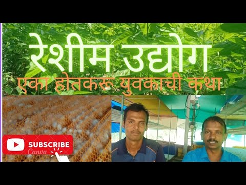 रेशीम उद्योग माहिती ll Sericulture ll रेशीम कसे तयार होते ll Sericulture Process - YouTube