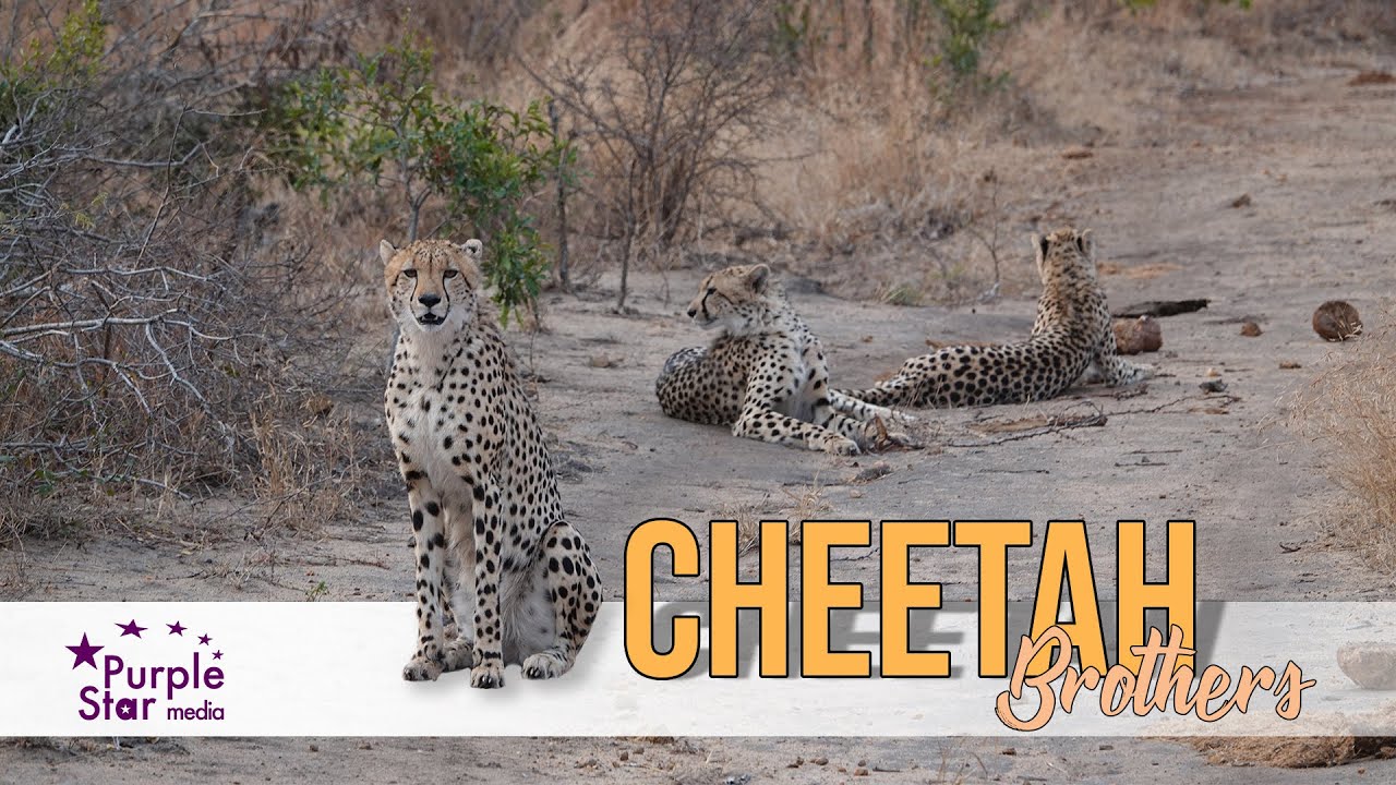 Cheeta Brothers - YouTube
