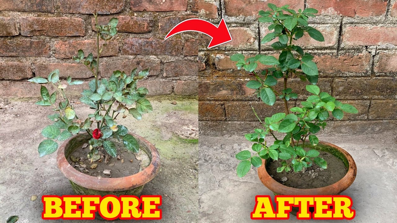 How To Solve Leaf Curl And Burn Problem On Rose Plant (IN HINDI) Save ...