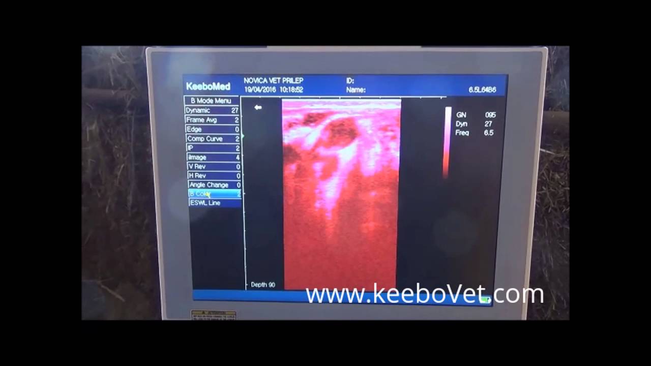 Cysts In Vesica Urinaria In Dairy Cow, Diagnosed With KX5600V Vet ...