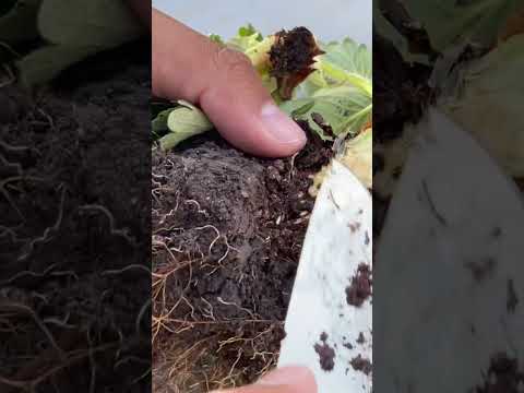 Hongo de pestalotia en fresa!! - YouTube