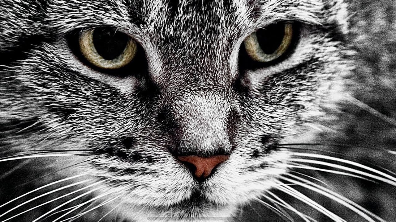 Pretty Little Cat - YouTube