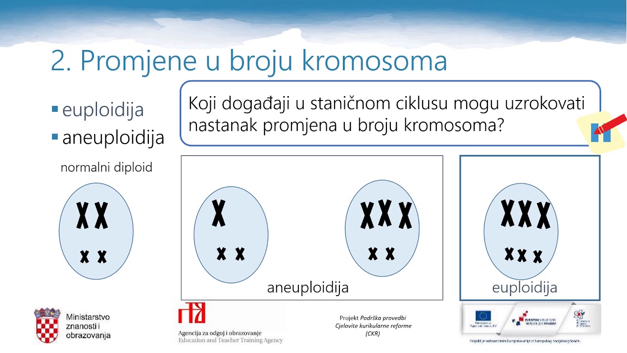 Biologija 4.r. SŠ - Promjene strukture i broja kromosoma - YouTube