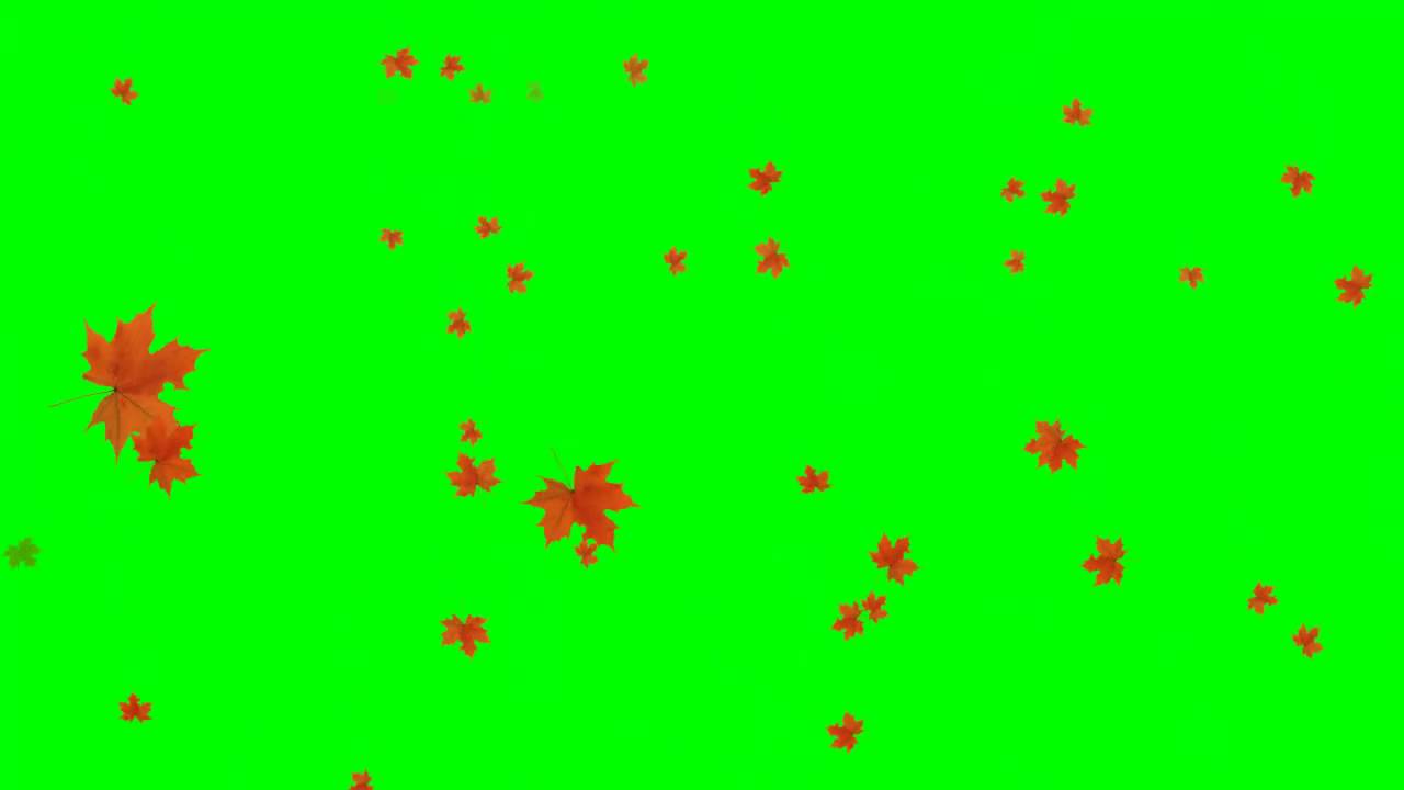maple leaves falling - green screen effect - YouTube