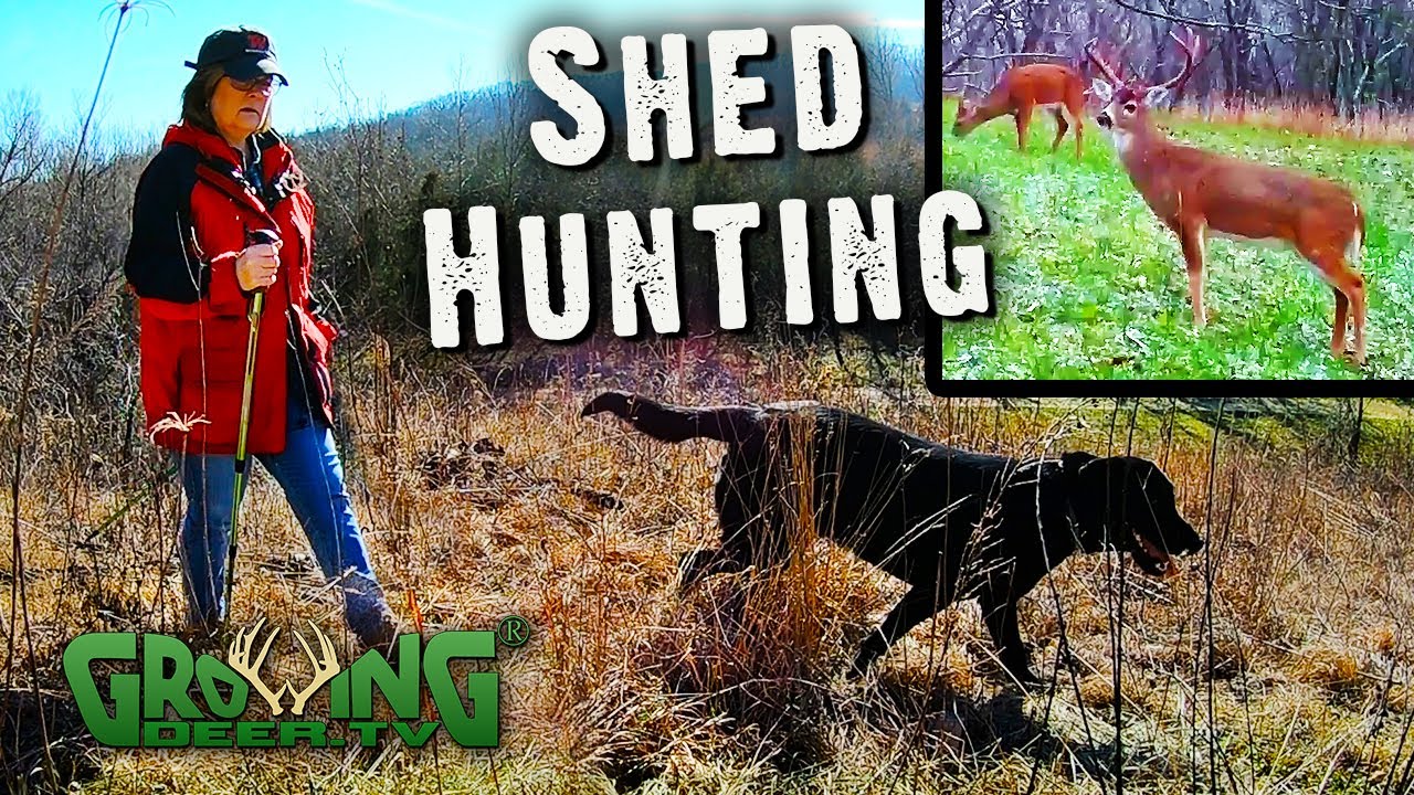Shed Hunting Tips: When to Hunt and Where to Look to Find Shed Antlers ...