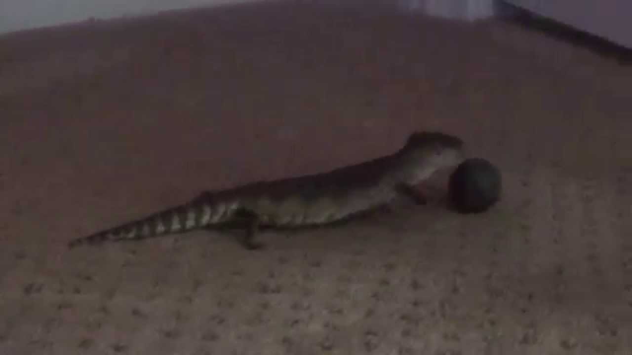 Baby Blue Tongue Skink Plays With Ball - YouTube