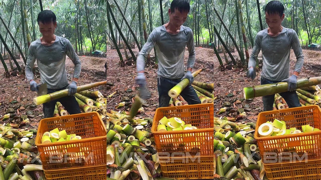 How To Cutting Bamboo Shoot Professional P144 - YouTube
