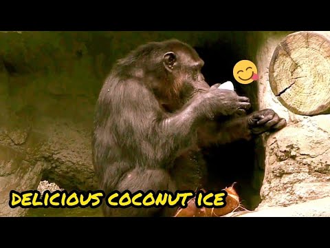 Delicious Coconut Ice|Chimpanzee Daily|Taipei zoo - YouTube
