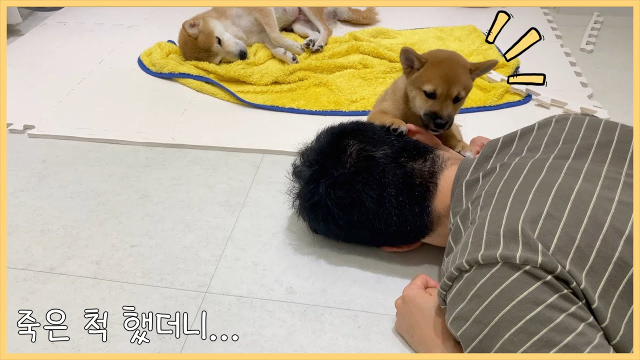 쓰러진 주인을 본 아기 강아지 반응은 Youtube