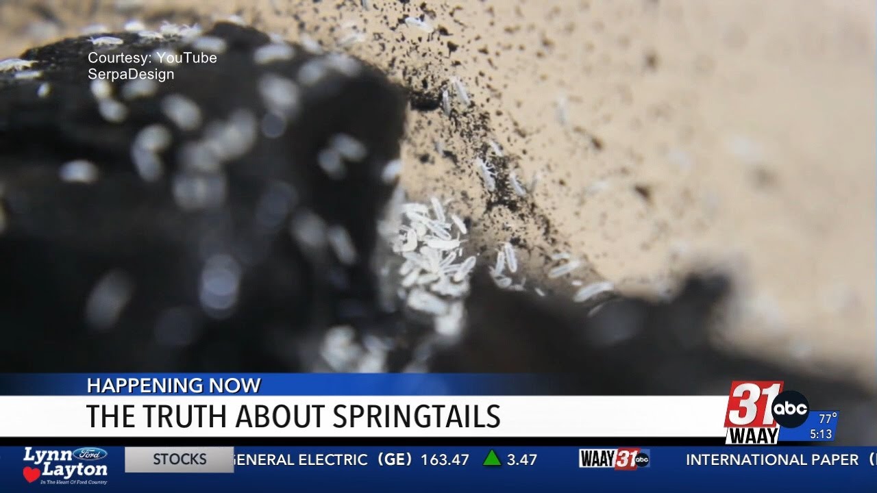 The truth about springtails - YouTube