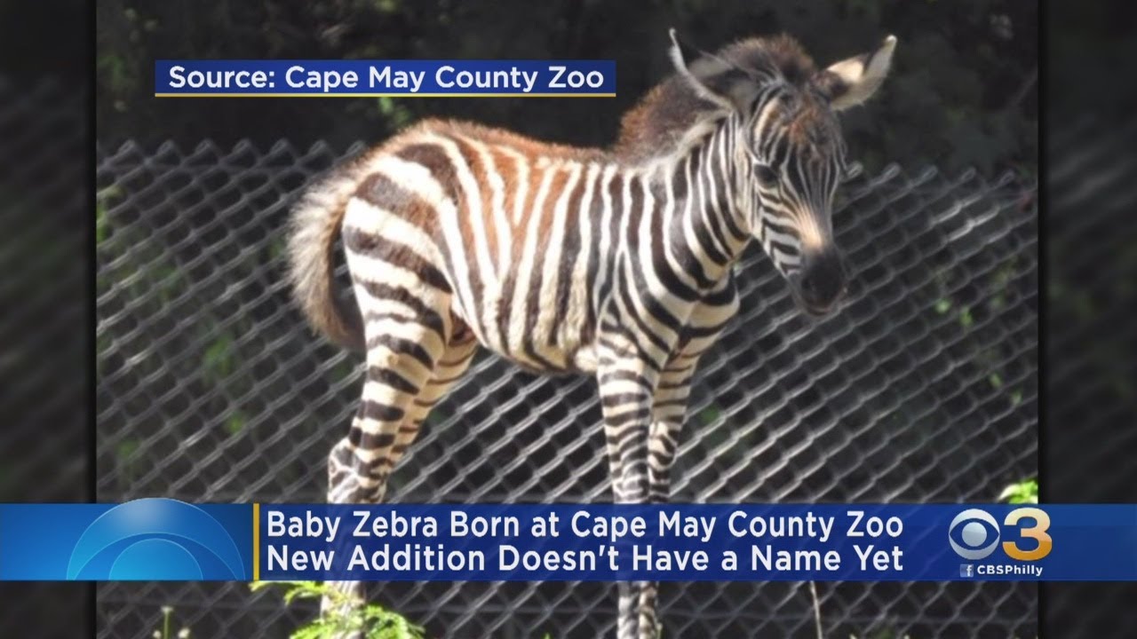 Cape May County Zoo Shows Off Baby Zebra - YouTube