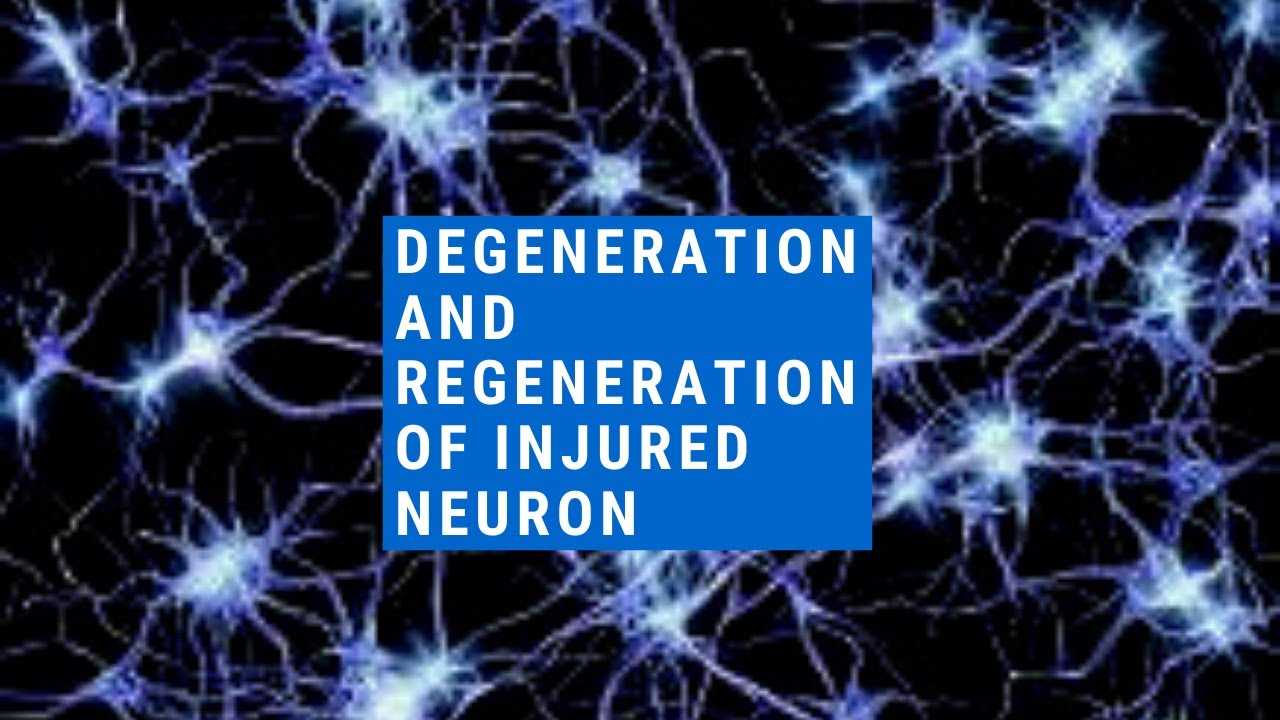 Just watch this video of DEGENERATION AND REGENERATION OF NEURONS to ...
