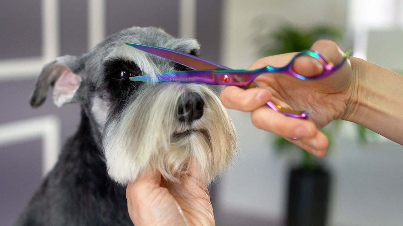 SCHNAUZER GROOMING - Puppy cut style - Short eyebrows - YouTube