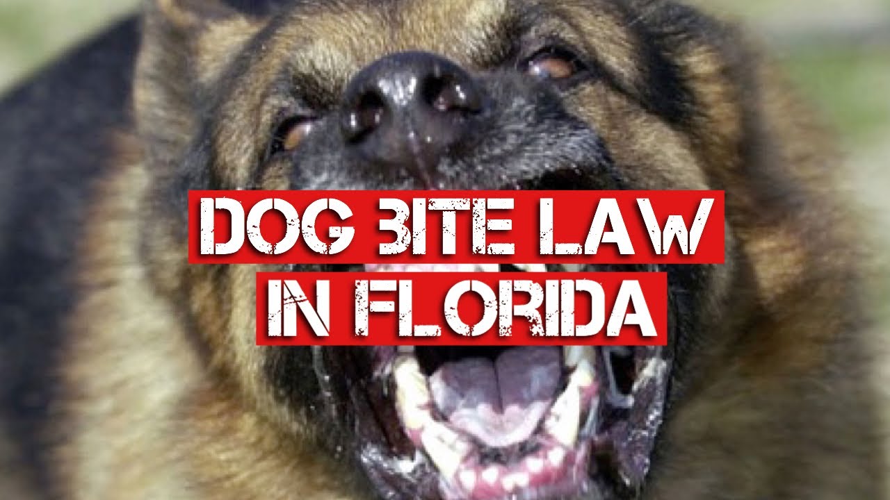 what-is-the-law-if-a-dog-bites-me-in-florida-561-418-2779-youtube