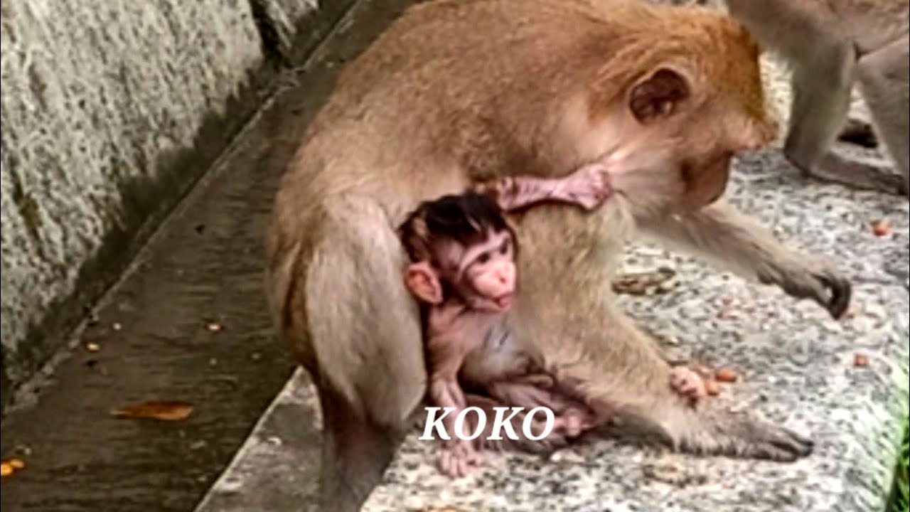 Amazing _Adorable baby monkey koko hungry ..koko drink milk untill ...