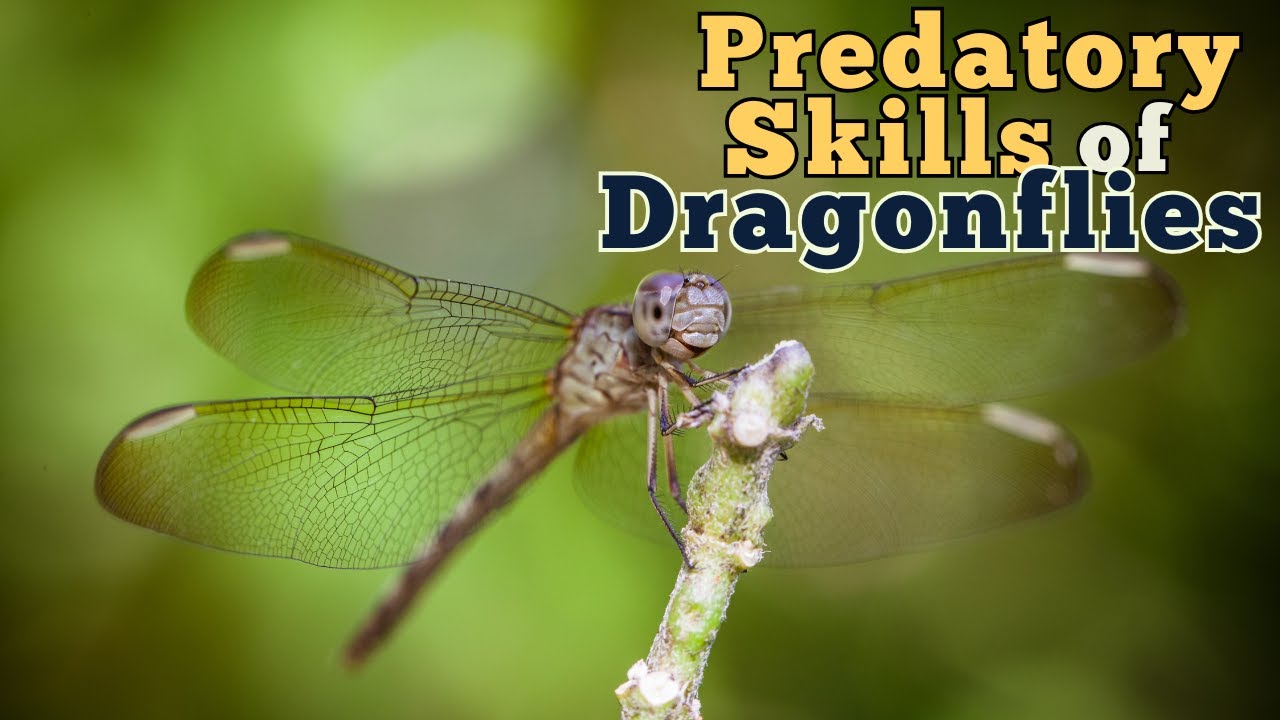 The Predatory Skills of Dragonflies: Hunting on the Wing - YouTube