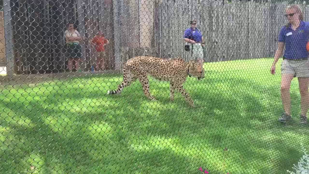 cheet cheet - YouTube