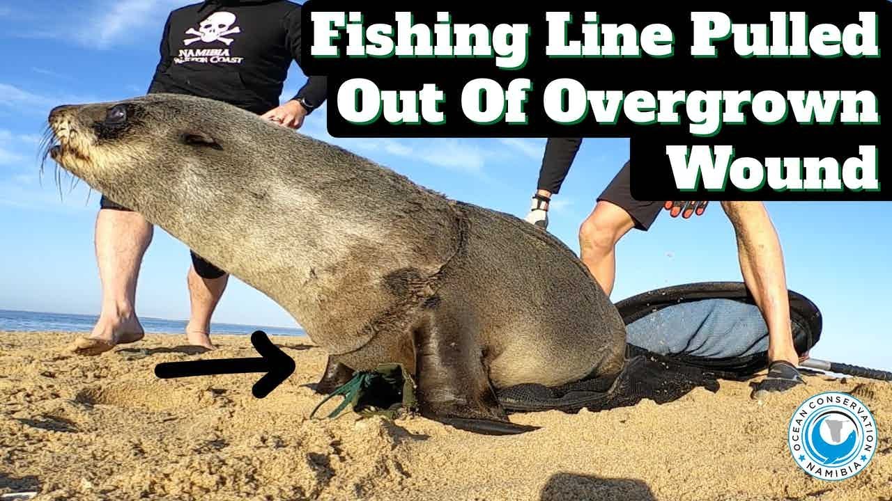Fishing Line Pulled Out Of Overgrown Wound - YouTube