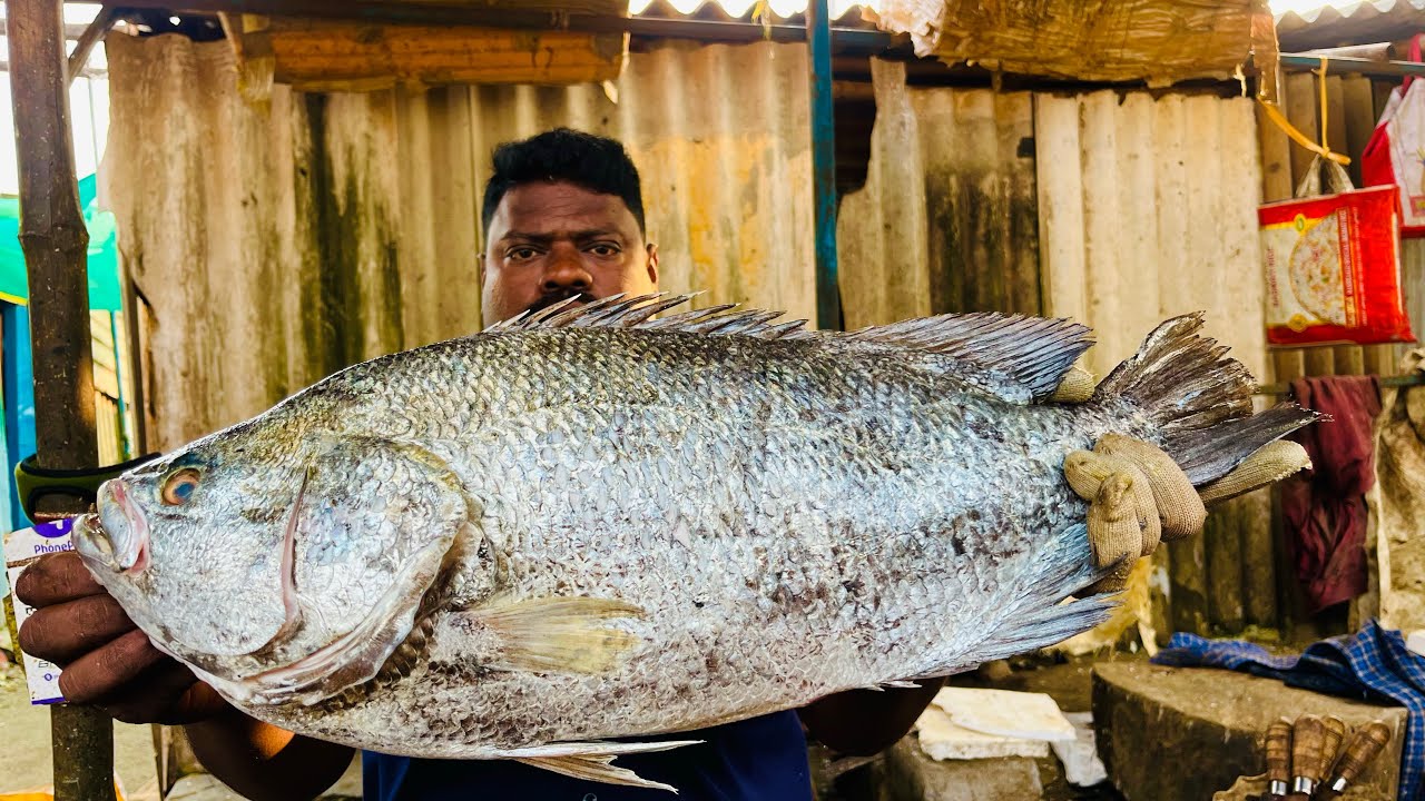 KASIMEDU 🔥 SPEED SELVAM | BIG KAL KODUVA FISH CUTTING VIDEO | FF ...