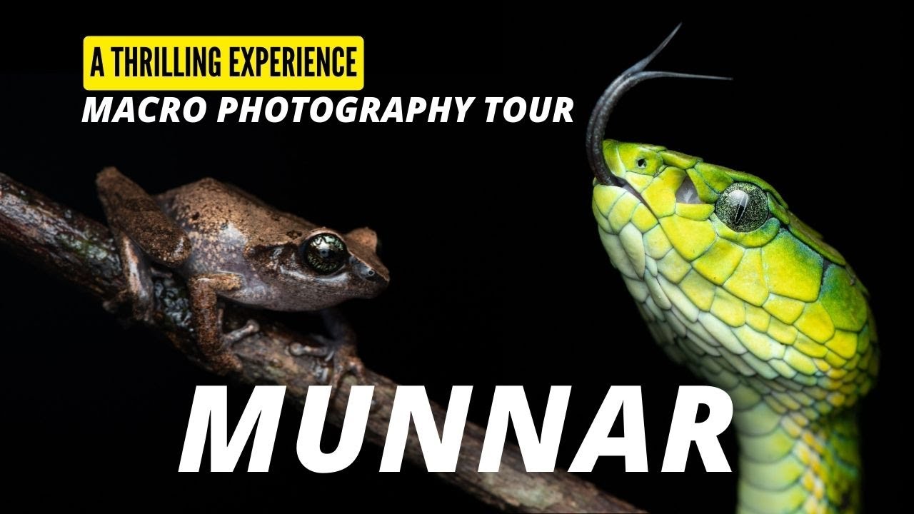 Munnar Macro Photography Tour: A thrilling Herping Experience | Toehold ...