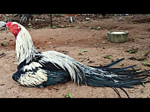 Parrot beak Aseel indian long tail rooster - YouTube