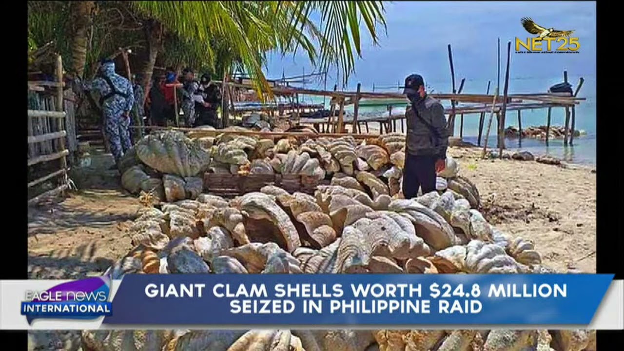Giant clam shells worth $24.8 million seized in Philippine raid - YouTube