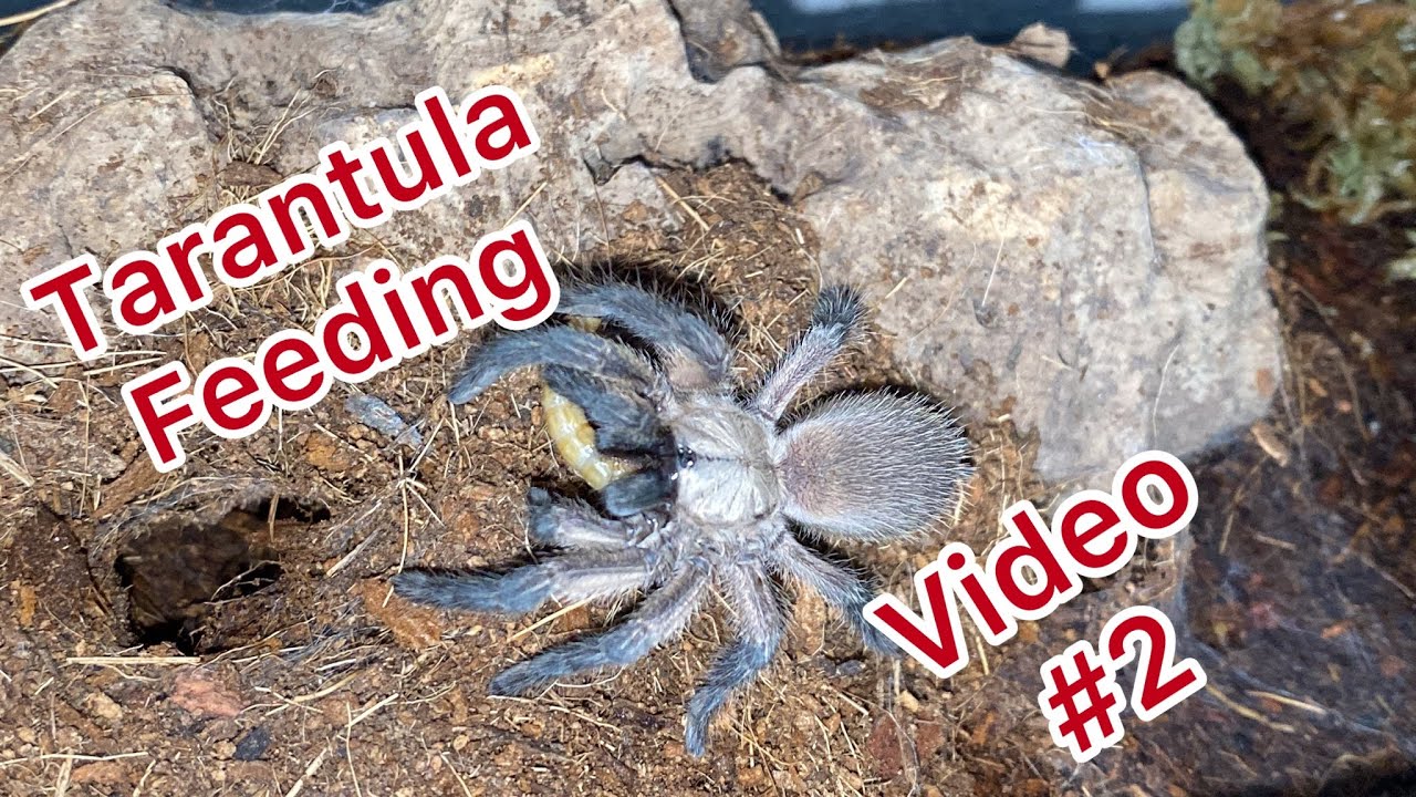 Tarantula feeding video #2 #tarantula #tarantulafeeding - YouTube