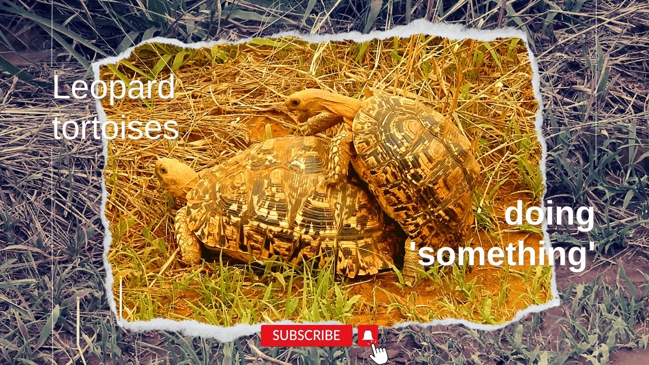 Listen to these Leopard tortoises 'doing something' *turn up volume😂 ...