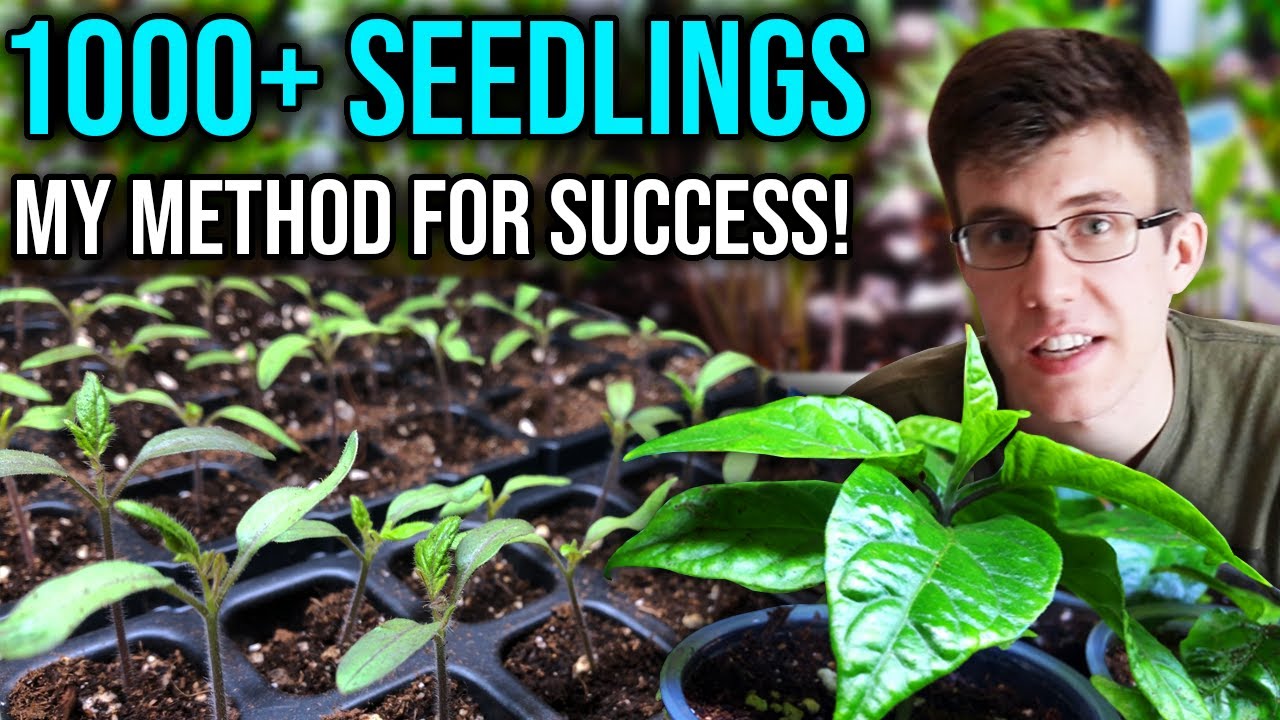 How I'm Growing 1,000+ Seedlings in My House - YouTube