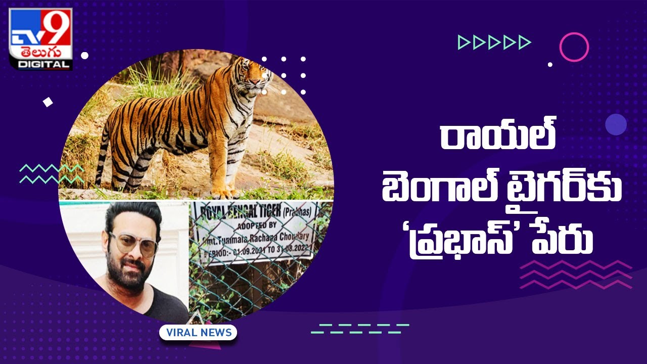 రాయల్ బెంగాల్ టైగర్ కు 'ప్రభాస్' పేరు | Royal Bengal tiger named as ...