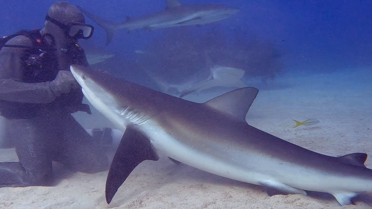 Hand Feeding Sharks in the Bahamas! - YouTube