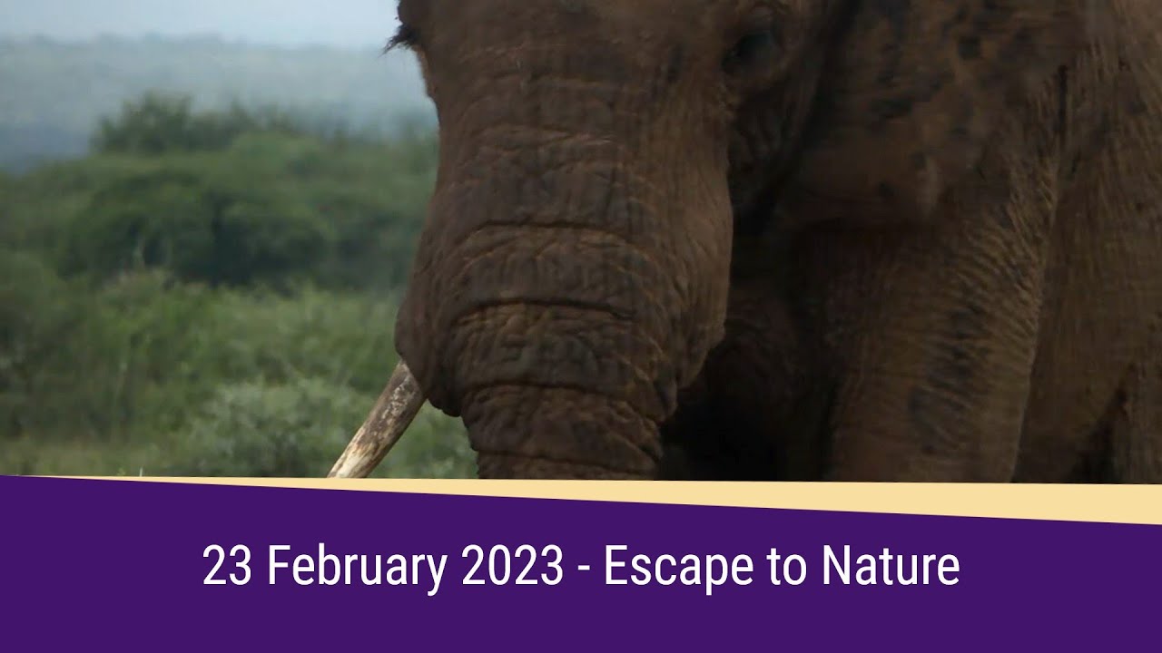 Escape to Nature Highlights 23 February 2023 - YouTube