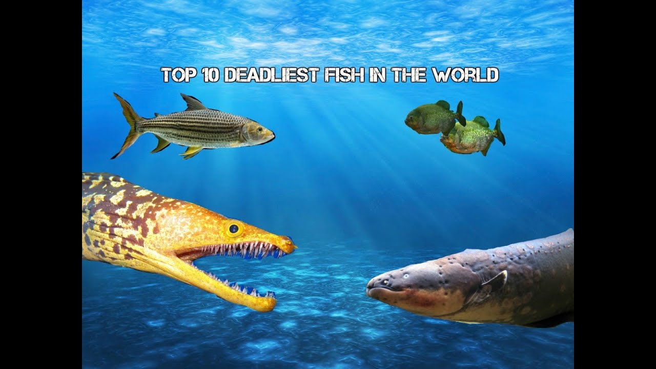 Top 10 Deadliest fish in the world - YouTube