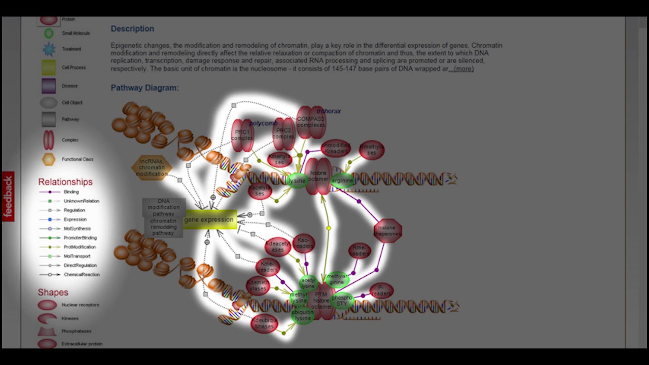 Molecular Pathway Diagrams Tutorial - YouTube