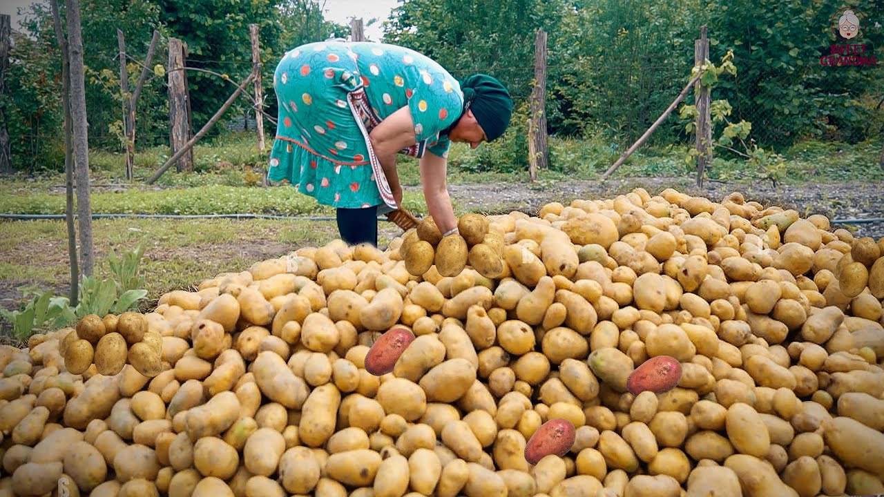 POTATO HARVEST in My Grandma's Village | TASTIEST Potato Recipes for ...