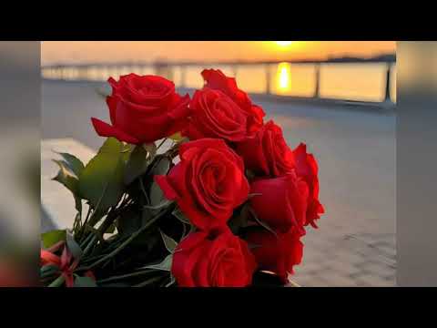 Best Romantic Status rose flowers natural. 💞 #love #flowers #nature#beautiful #flowergarden #flowers