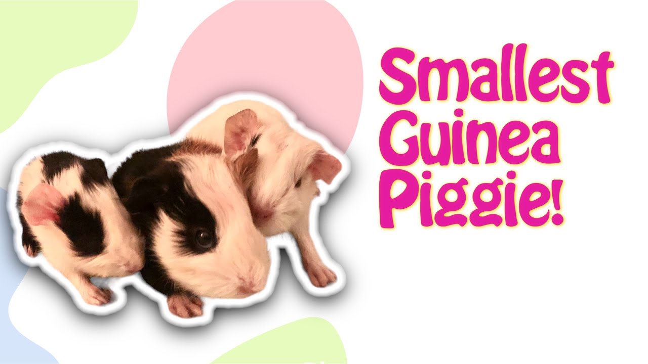 Tiny, The Smallest Guinea Pig Baby 🥰 - YouTube