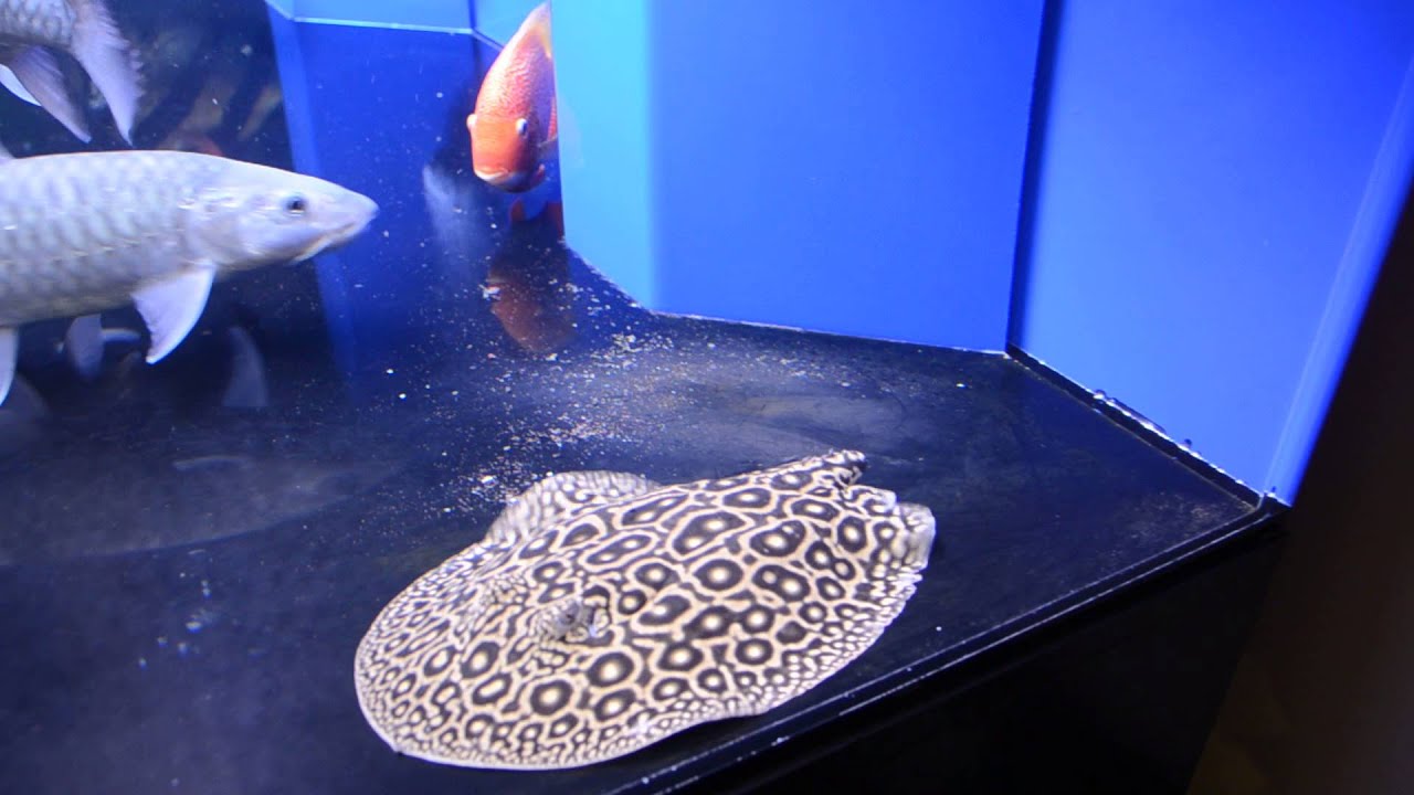 Tail-less Pearl Stingray - 08292013 - YouTube