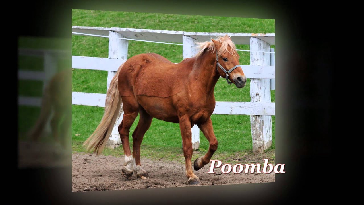 The Horses of Sunnybrook Stables - YouTube