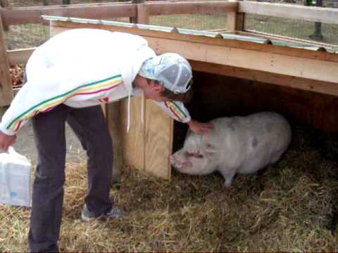 pig attack - YouTube