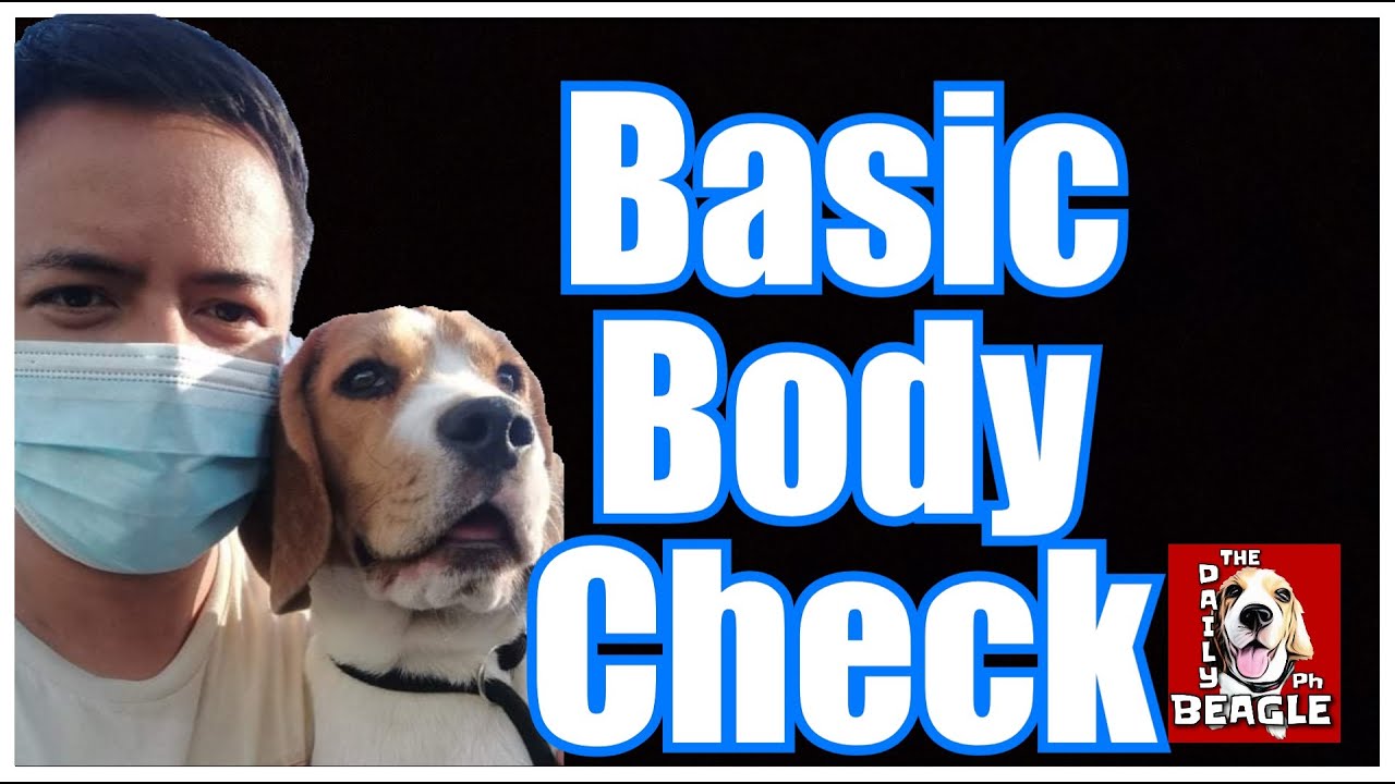 Basic Body Check of Beagle - YouTube
